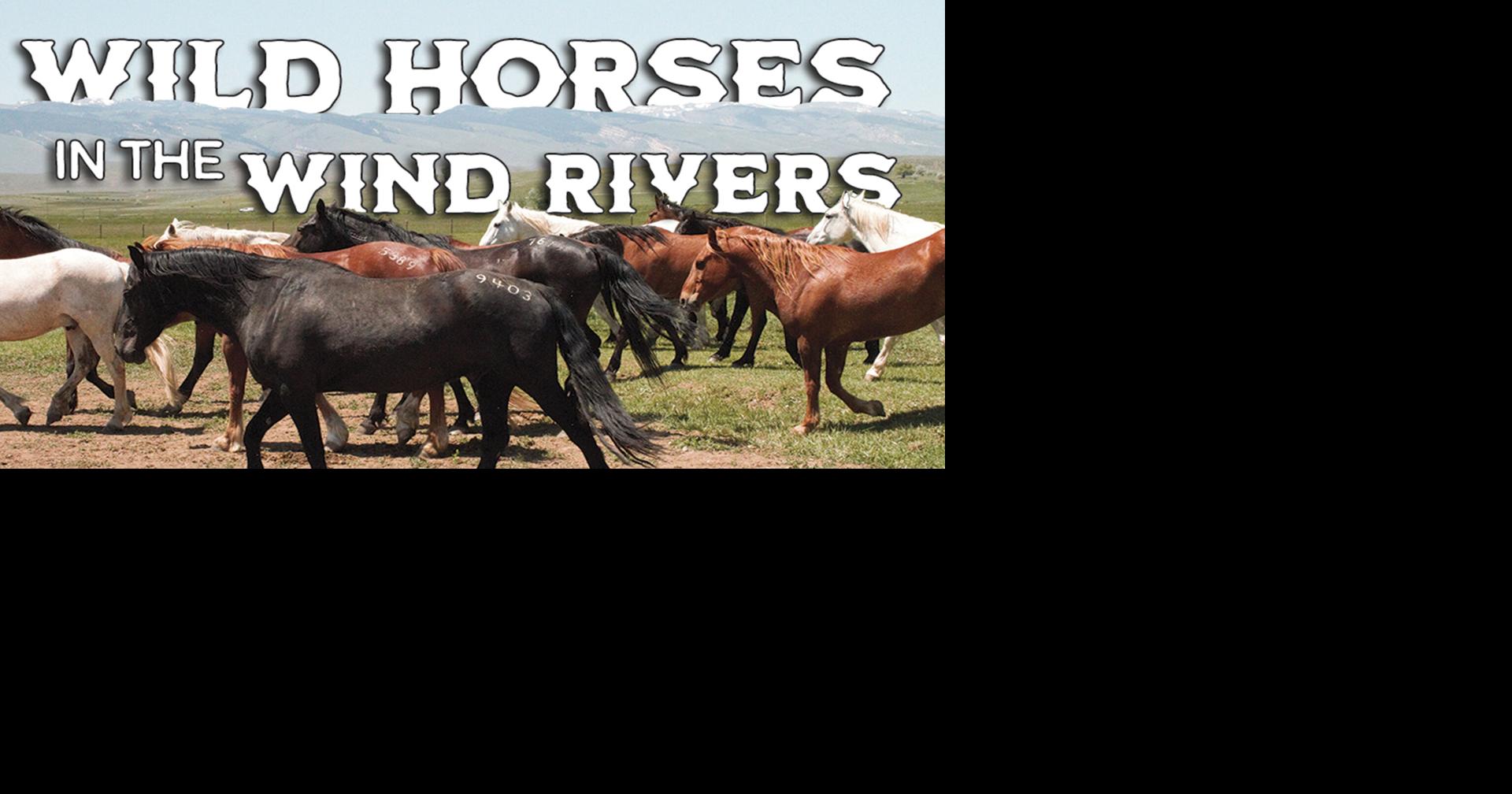 Wild horses in the Wind Rivers | News | rivertonranger.com