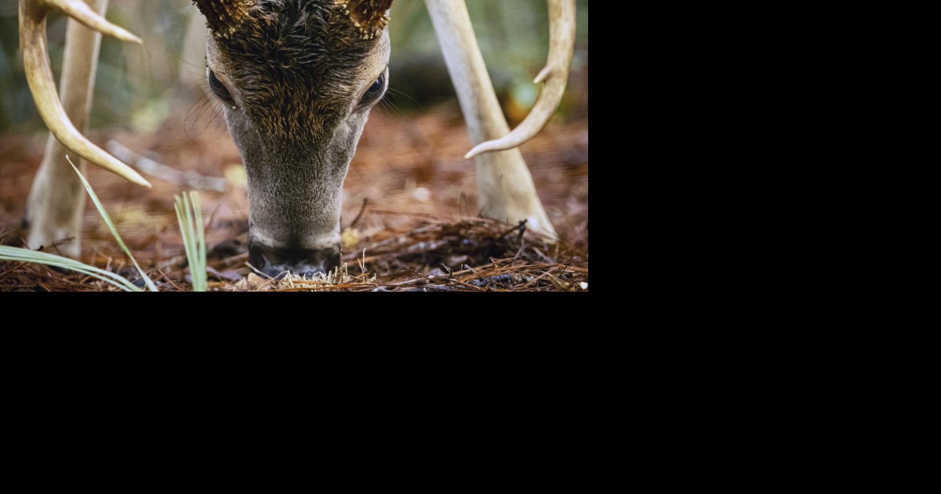 WGFD hosts mule deer convos | State News | rivertonranger.com