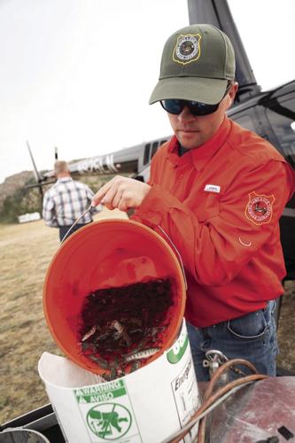 Fingerling free-fall | Lifestyle | rivertonranger.com