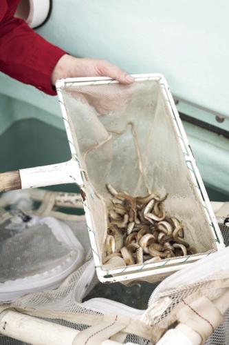 Fingerling free-fall | Lifestyle | rivertonranger.com