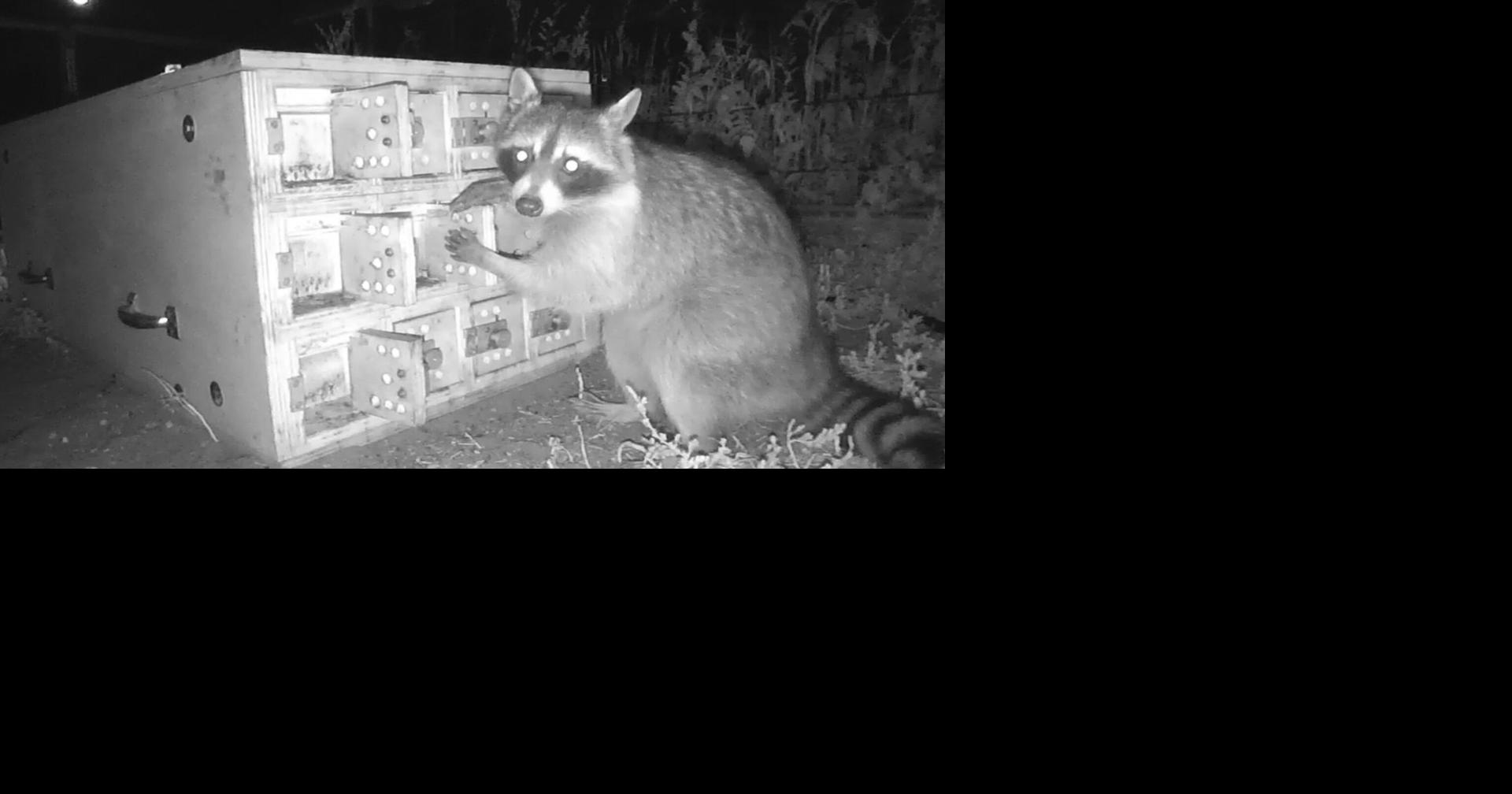 Raccoon research: ‘Like us, animals can learn’ | State News ...