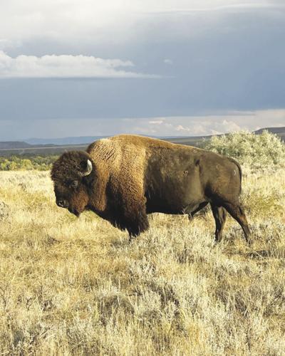 Learn about buffalo initiative Monday | News | rivertonranger.com