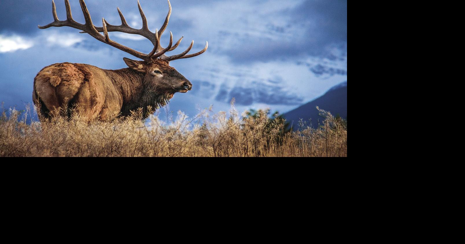 Celebrate elk Feb. 11 | News | rivertonranger.com