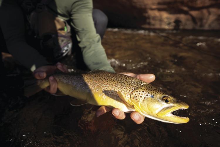 Fishing in hot water: Game and Fish offers tips for anglers | Arts ...