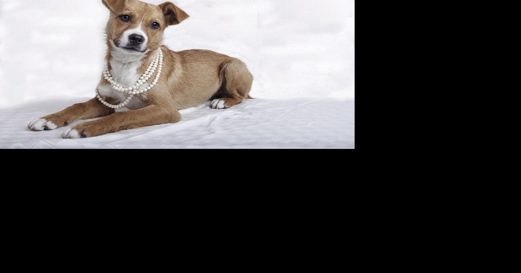 Paws and Pearls Banquet Coming Saturday | News | rivertonranger.com