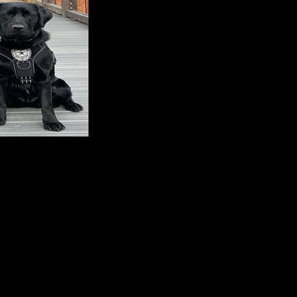 Rockwall police introduces newest K-9 officer to department | Local ...