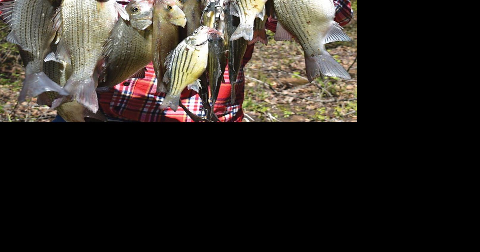 Outdoors with Luke: Fishing for sand bass | Sports ...