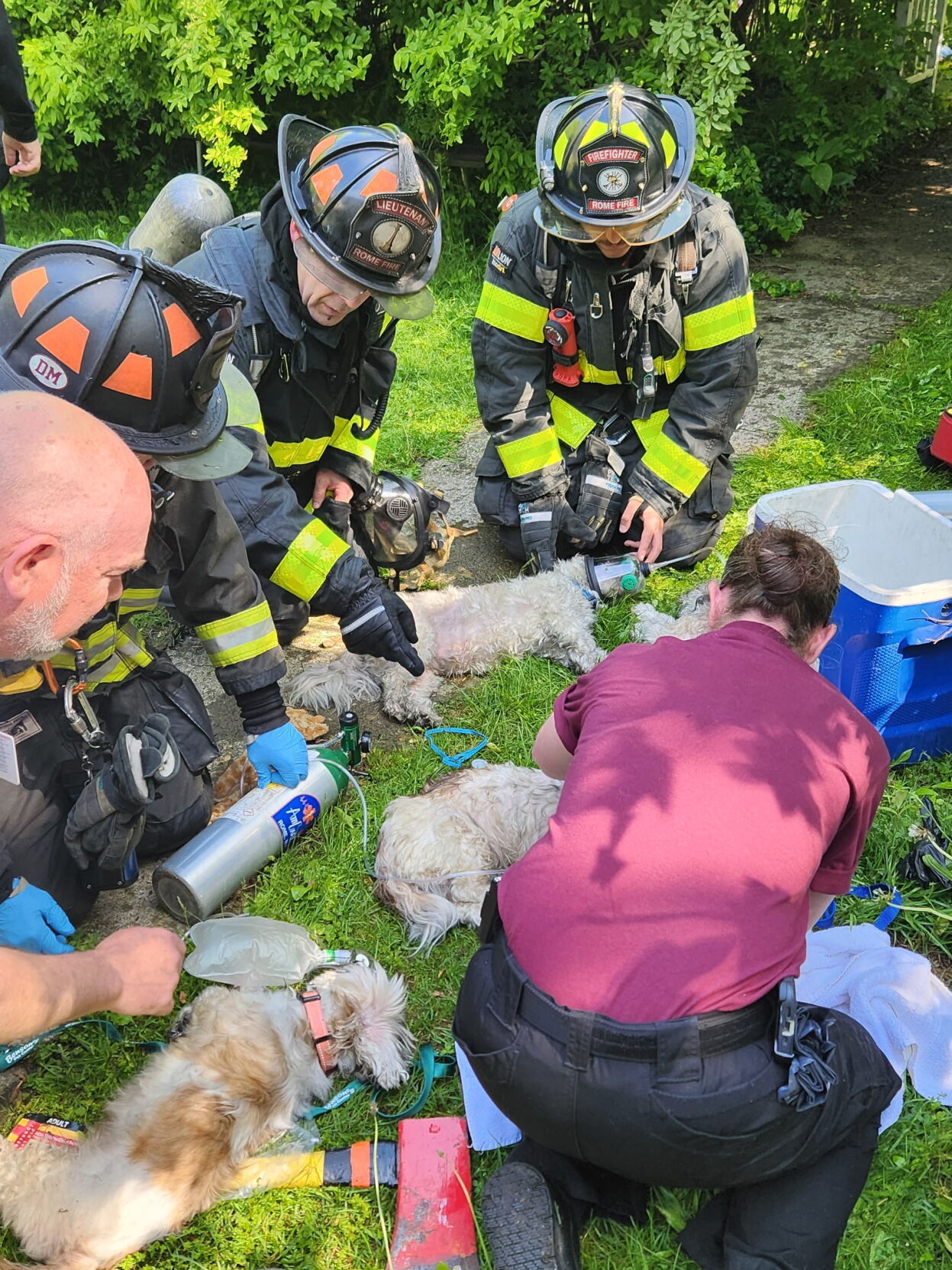 Four pets die in Maple Street fire in Rome | News | romesentinel.com