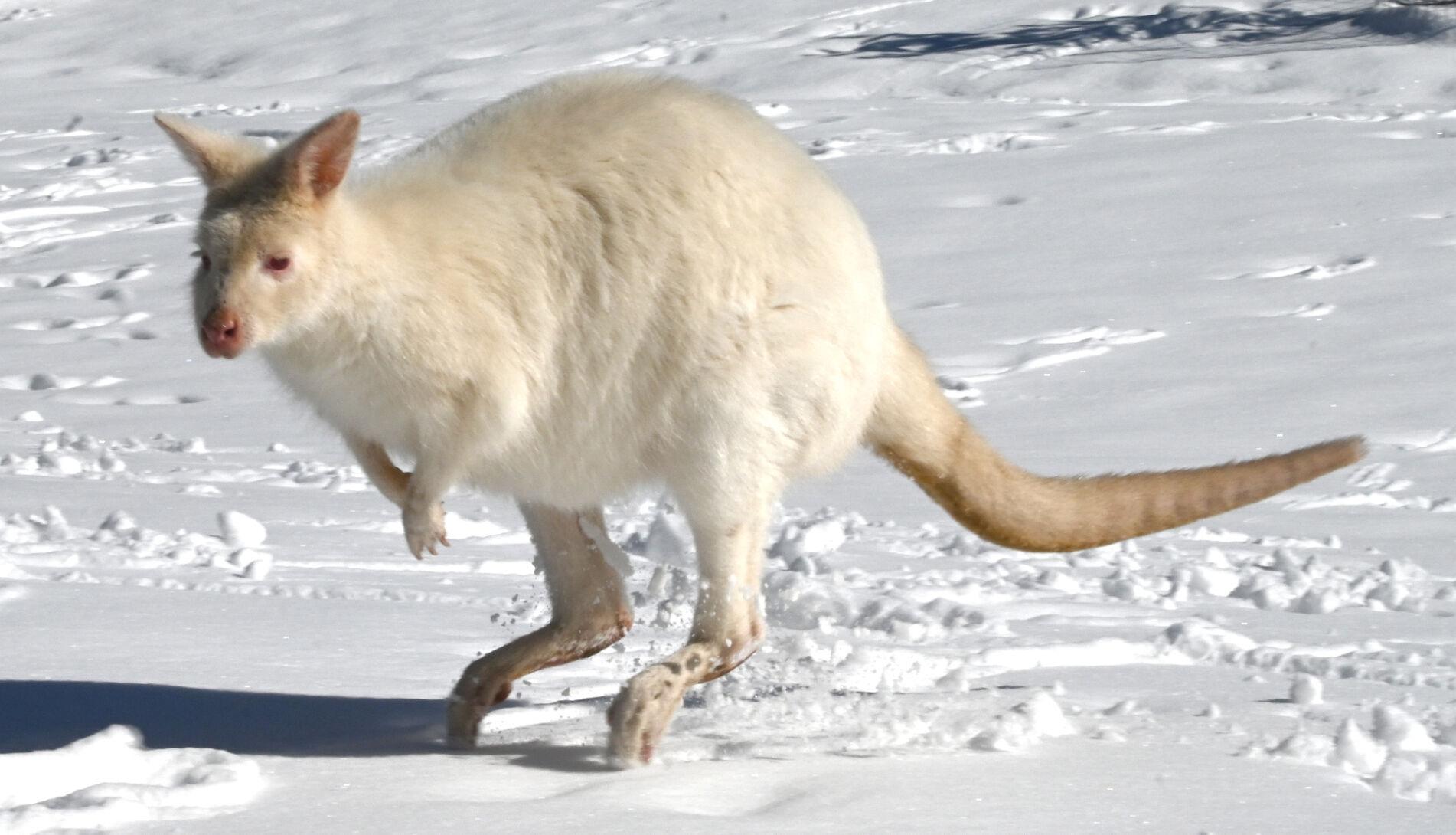 See 51 photos of winter life at Fort Rickey Discovery Zoo in Rome ...