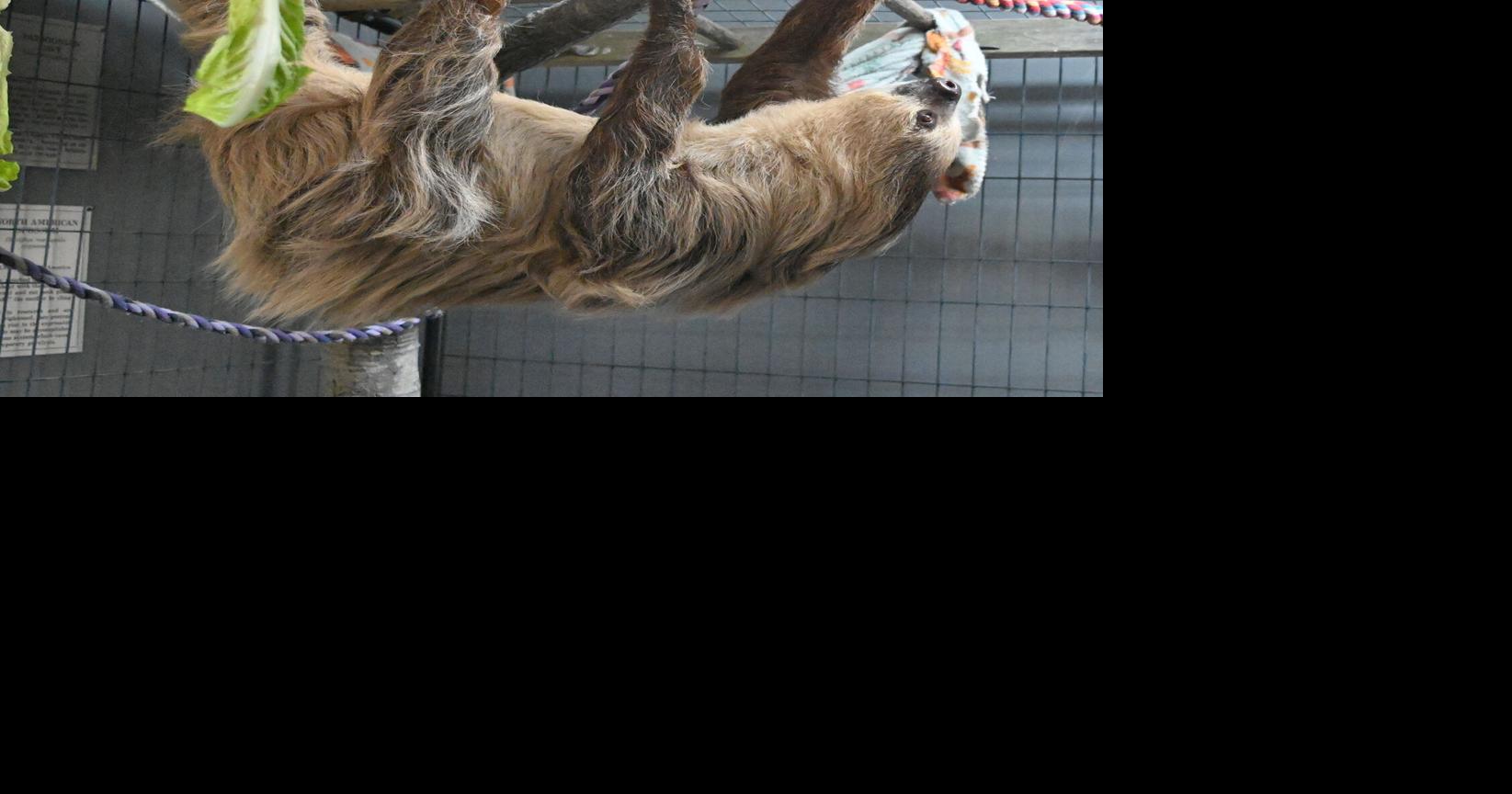 Fort Rickey Discovery Zoo springs into action with events for all ages ...