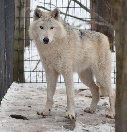 Fort Rickey Discovery Zoo ‘has endless opportunities’ | Culture ...