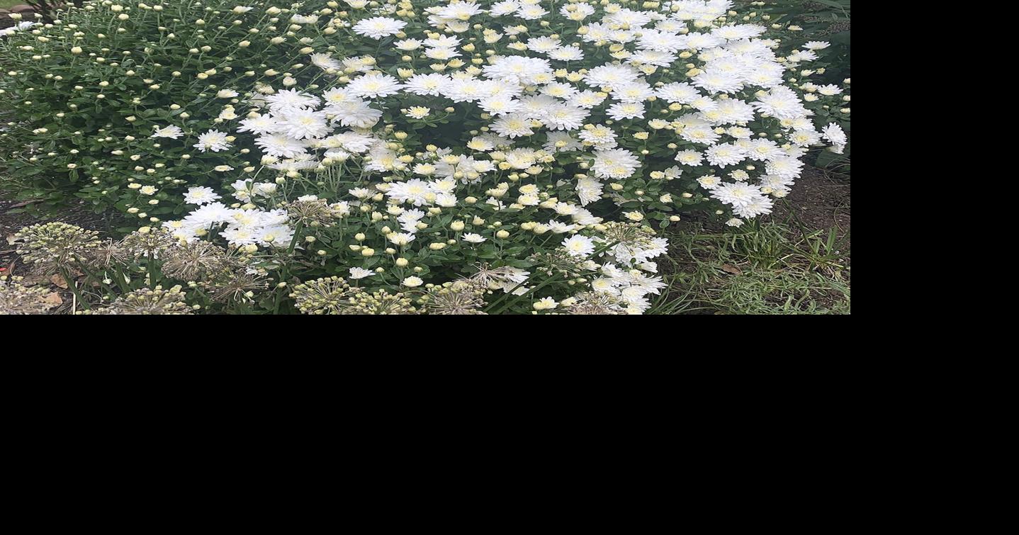 GARDENING IN CNY: Welcome fall with mums | Columns | romesentinel.com