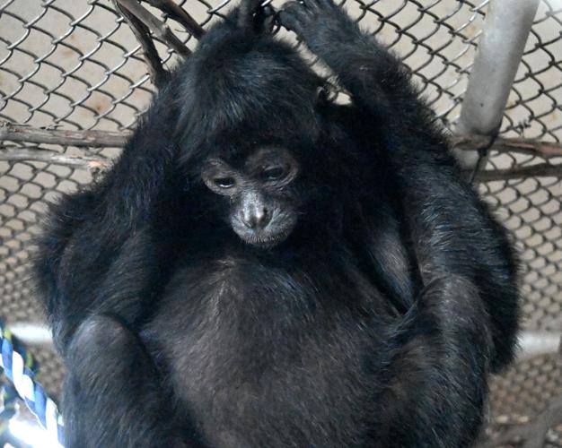 Fort Rickey Discovery Zoo springs into action with events for all ages ...