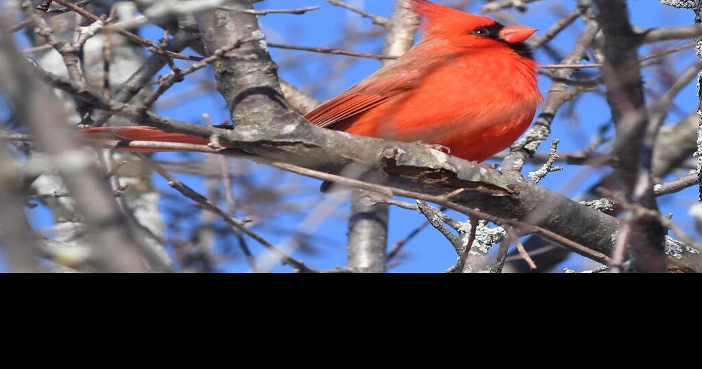 Colorful cardinals a delight — whether in bush or at birdfeeder ...
