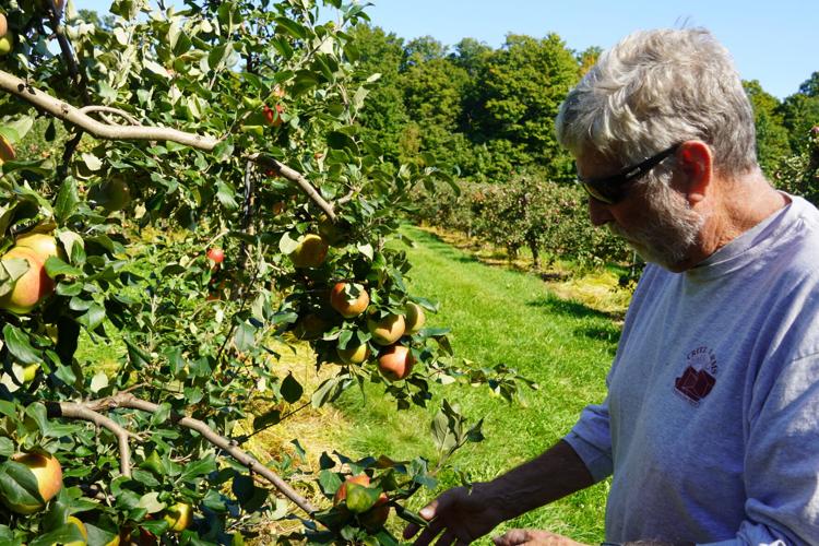 Pick-your-own apple sales to return at local orchards and farms ...