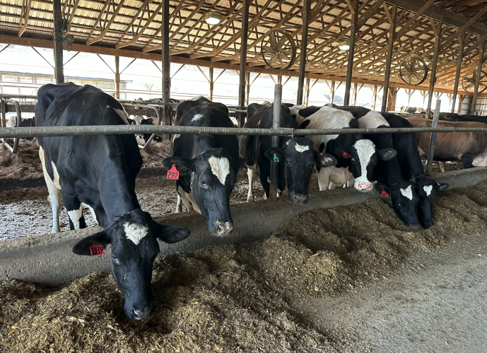 Local dairy farmers look forward to new opportunities $1.2B Chobani ...