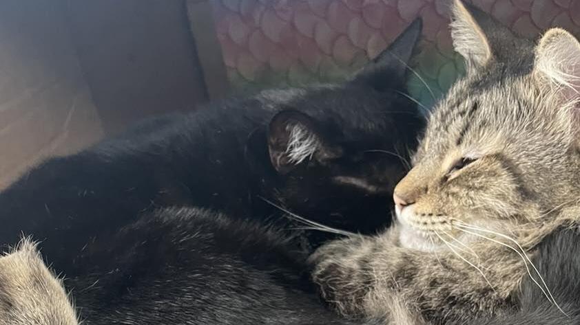 PICK A PET: Danny and Jared | Columns | romesentinel.com