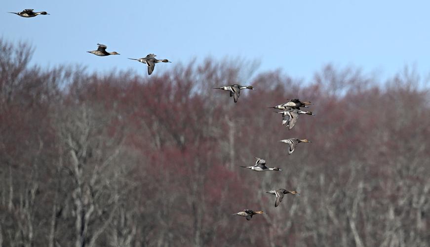 Montezuma Wildlife Refuge offers rare views of majestic birds | Health ...