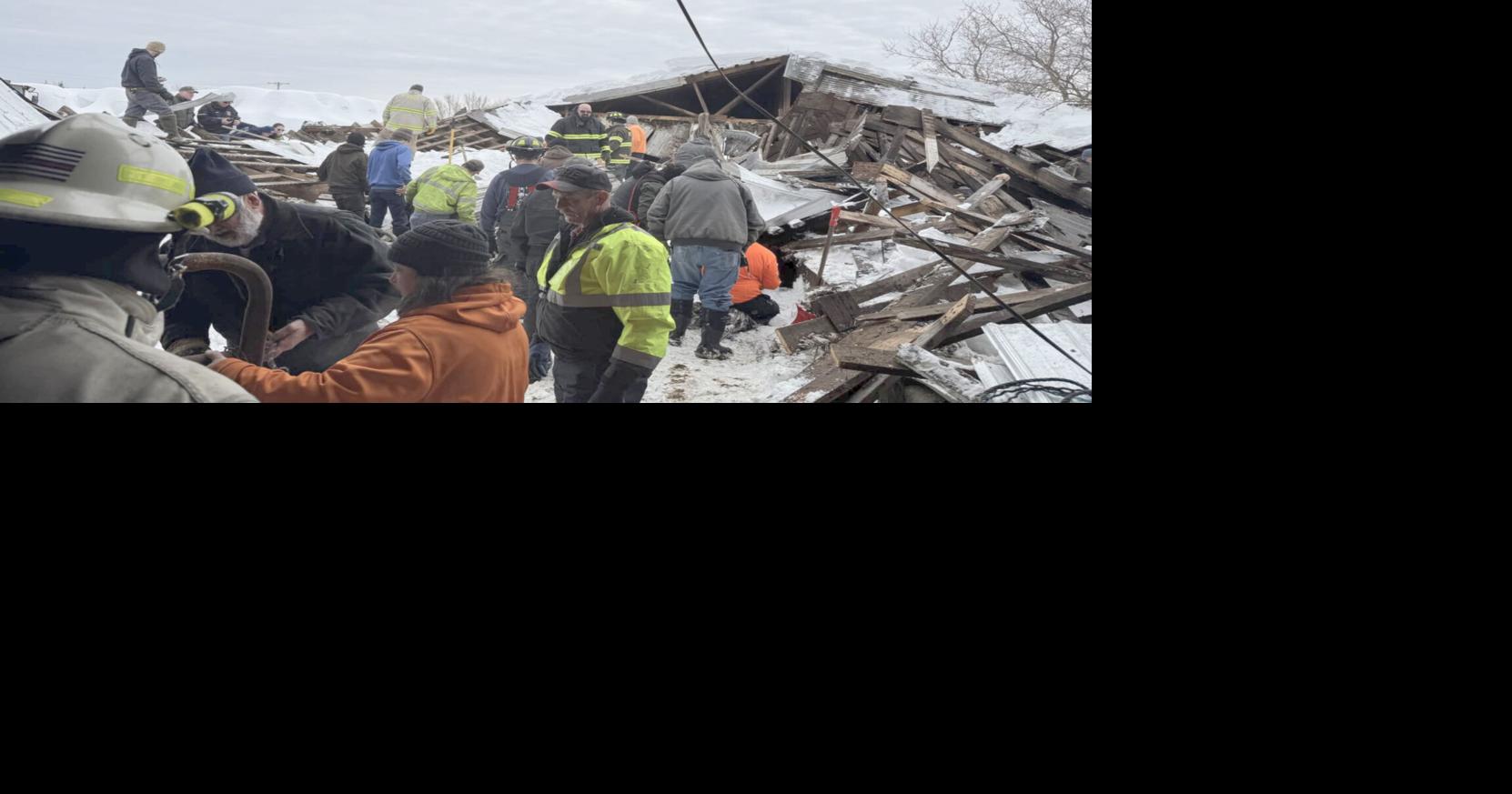 Nearly 100 cows rescued after barn collapses in Lewis County | News ...