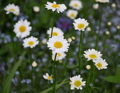 5 fascinating facts about the Oneida Community Mansion House | News ...