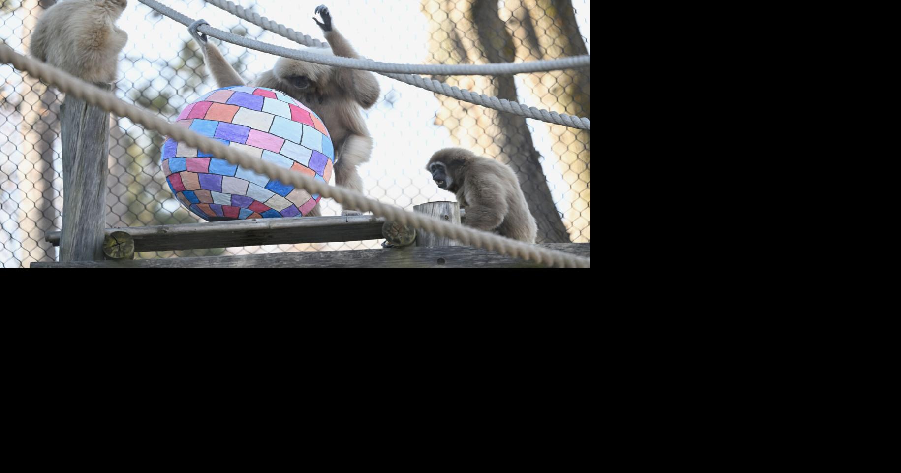Utica Zoo rings in the new year Tuesday with noon ball drop ...