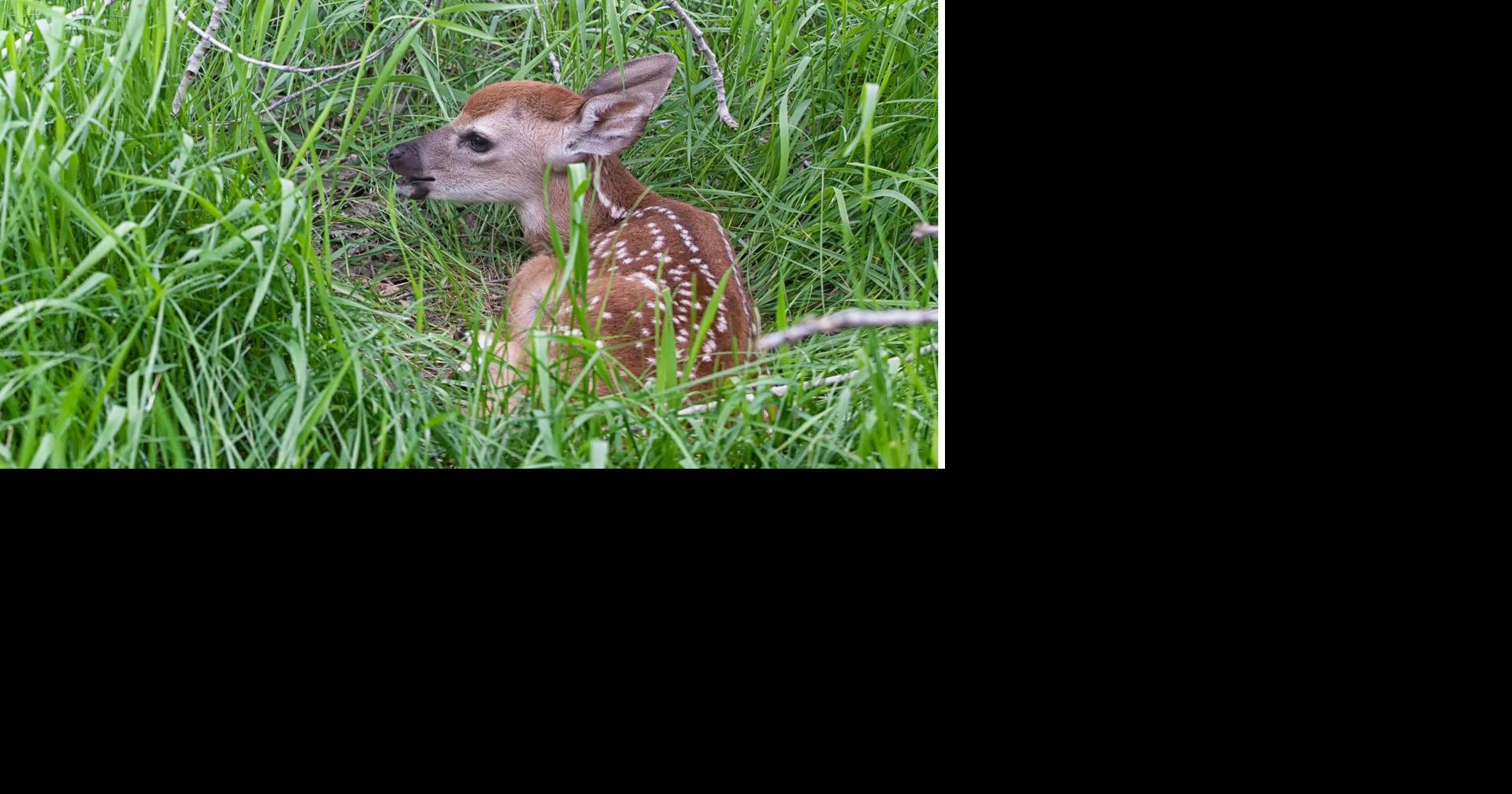 DEC reminds New Yorkers to avoid handling young wildlife | News ...