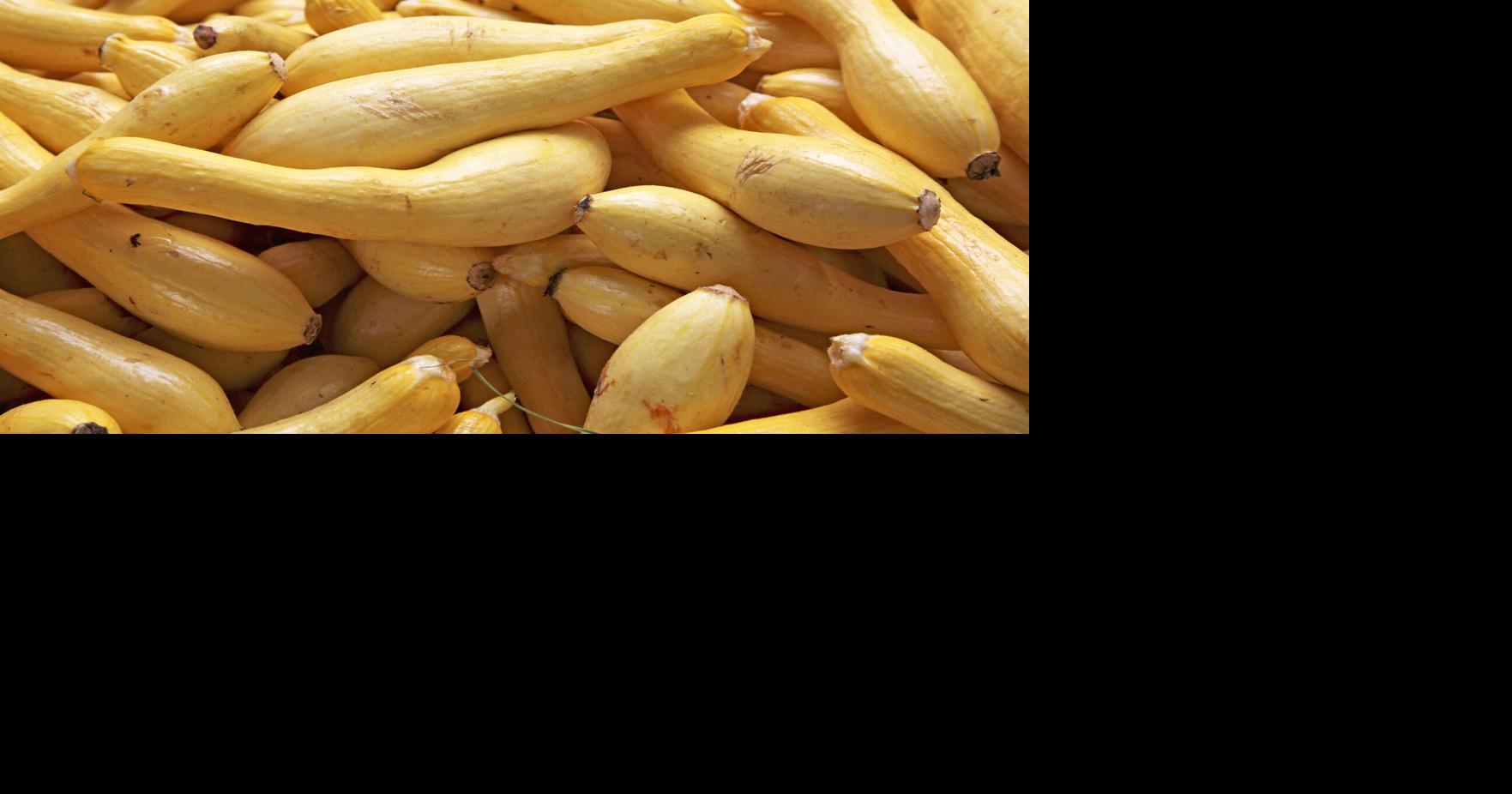 GARDENING IN CNY: Growing summer squash | Columns | romesentinel.com