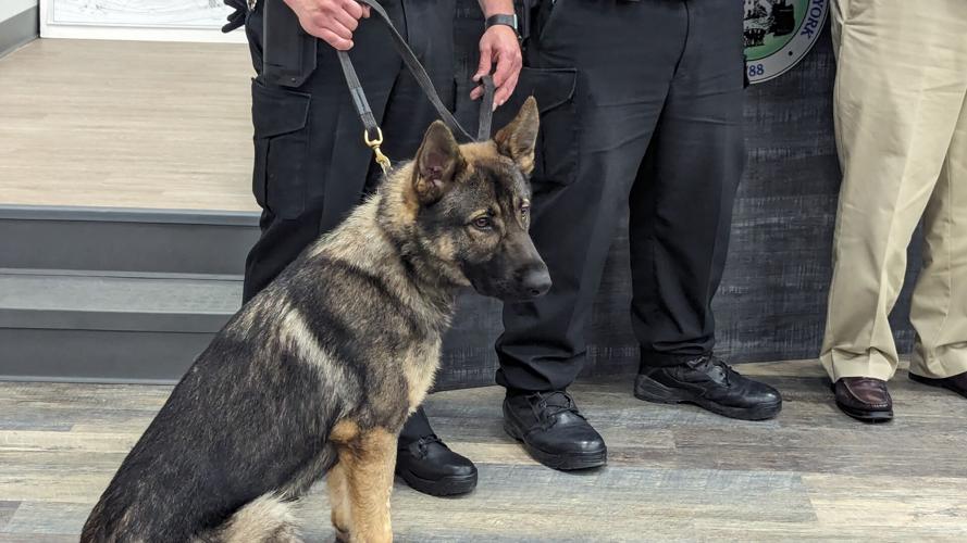 Meet 'JC,' the first ever K9 officer with the New Hartford Police ...