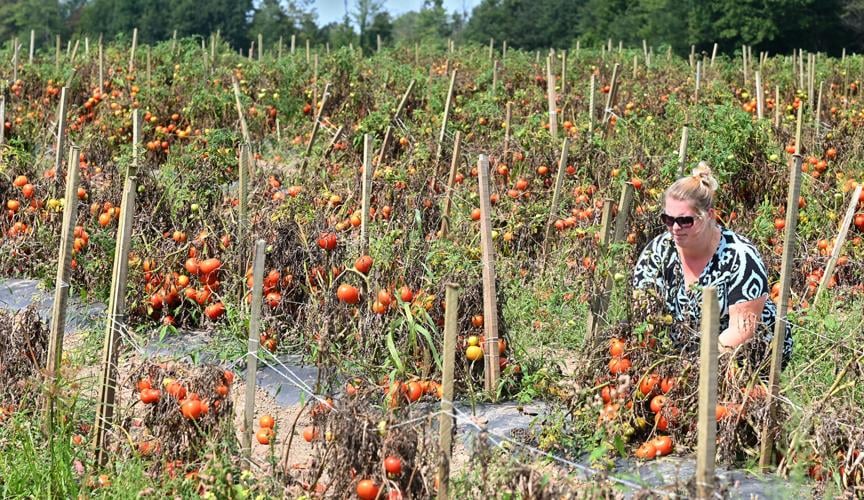 SNAPSHOT: Harvest at Swistak Farms | Multimedia | romesentinel.com