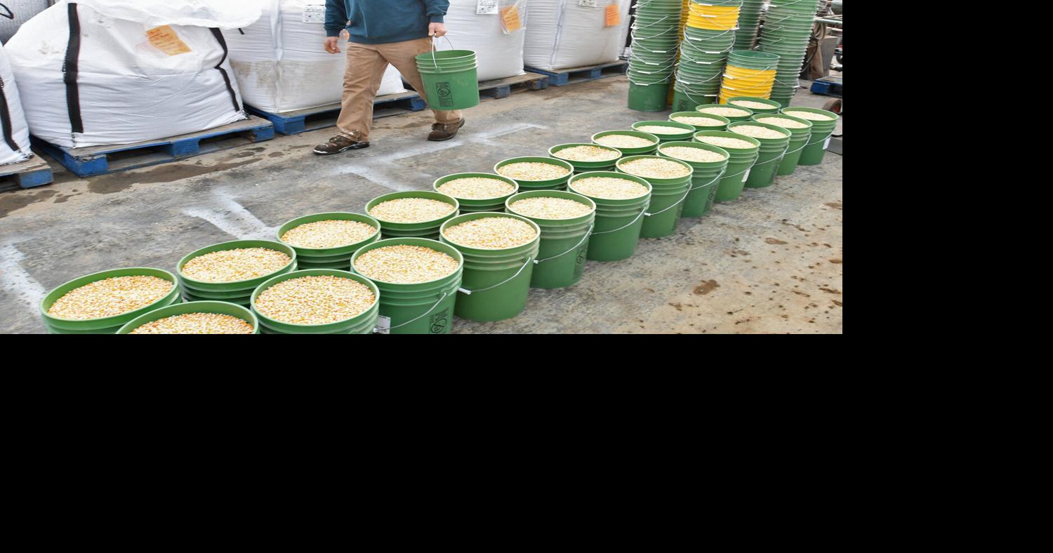 Kernel of hope for Rome farmer | Rome | romesentinel.com