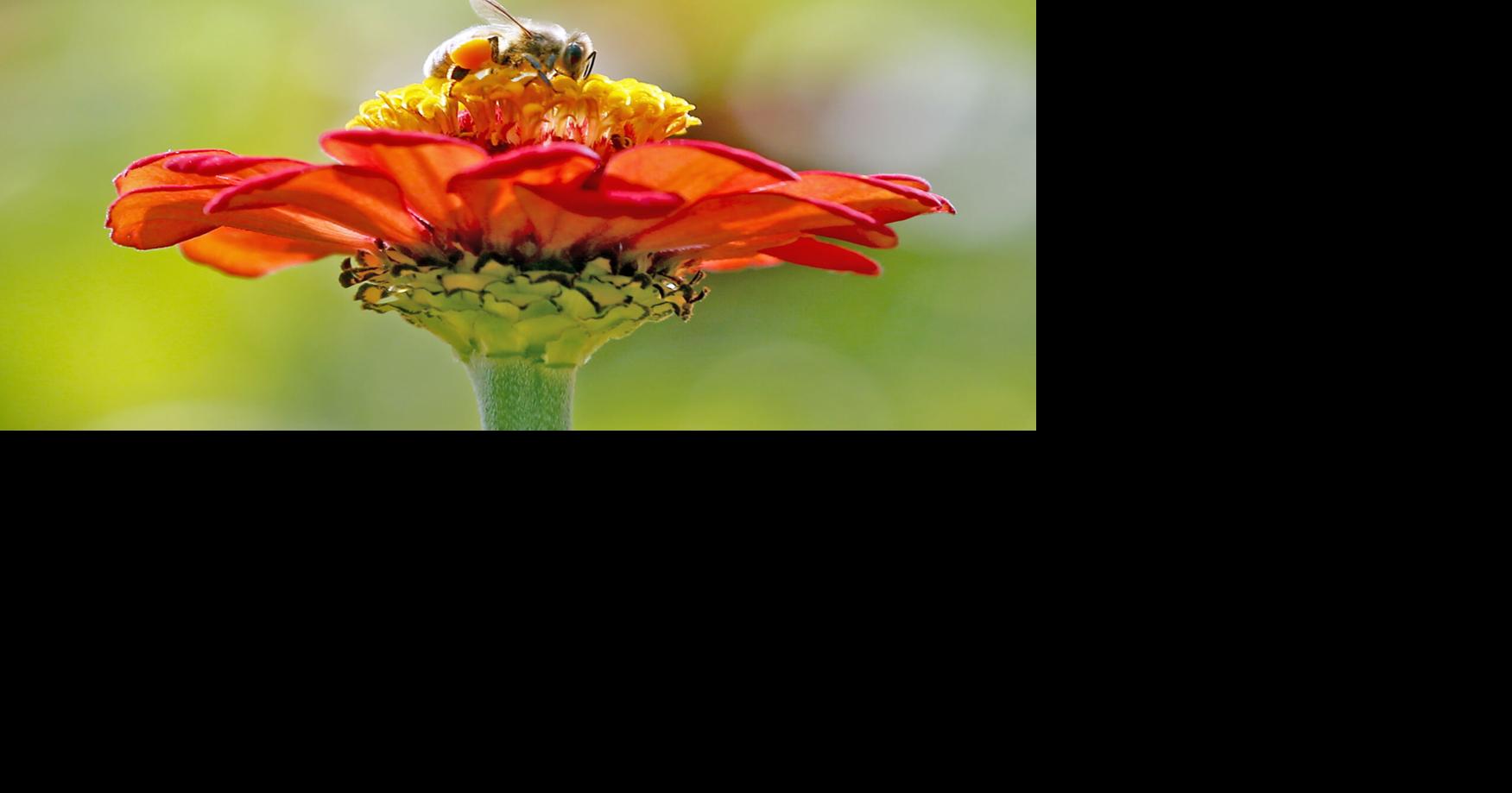 GARDENING IN CNY: The importance of native bees | Columns ...