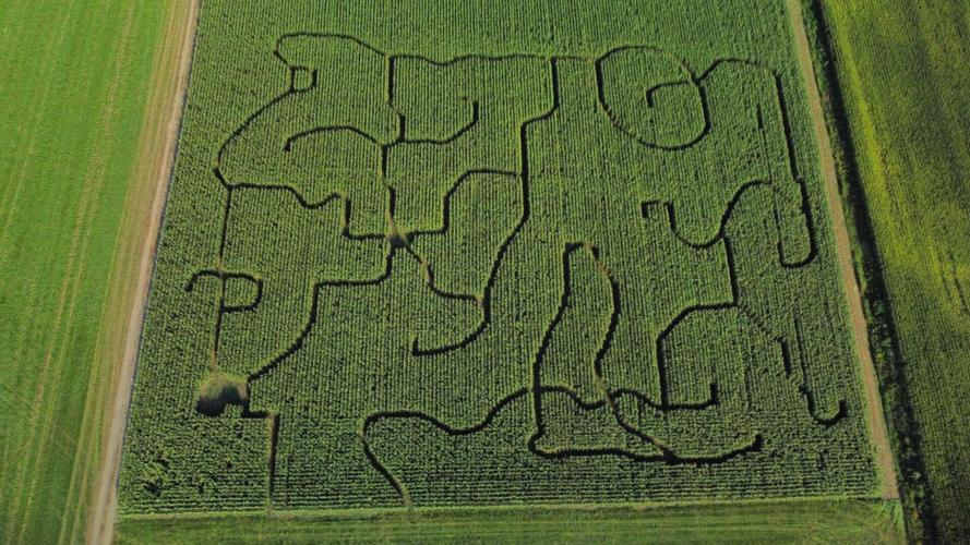 Enter if you dare: 8 CNY corn mazes to explore this fall ...