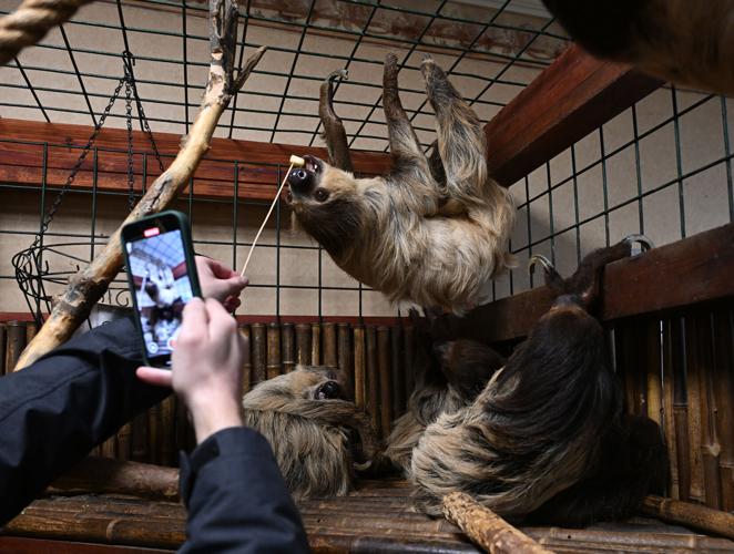 Book exotic animal encounters at the Wild in Chittenango ...