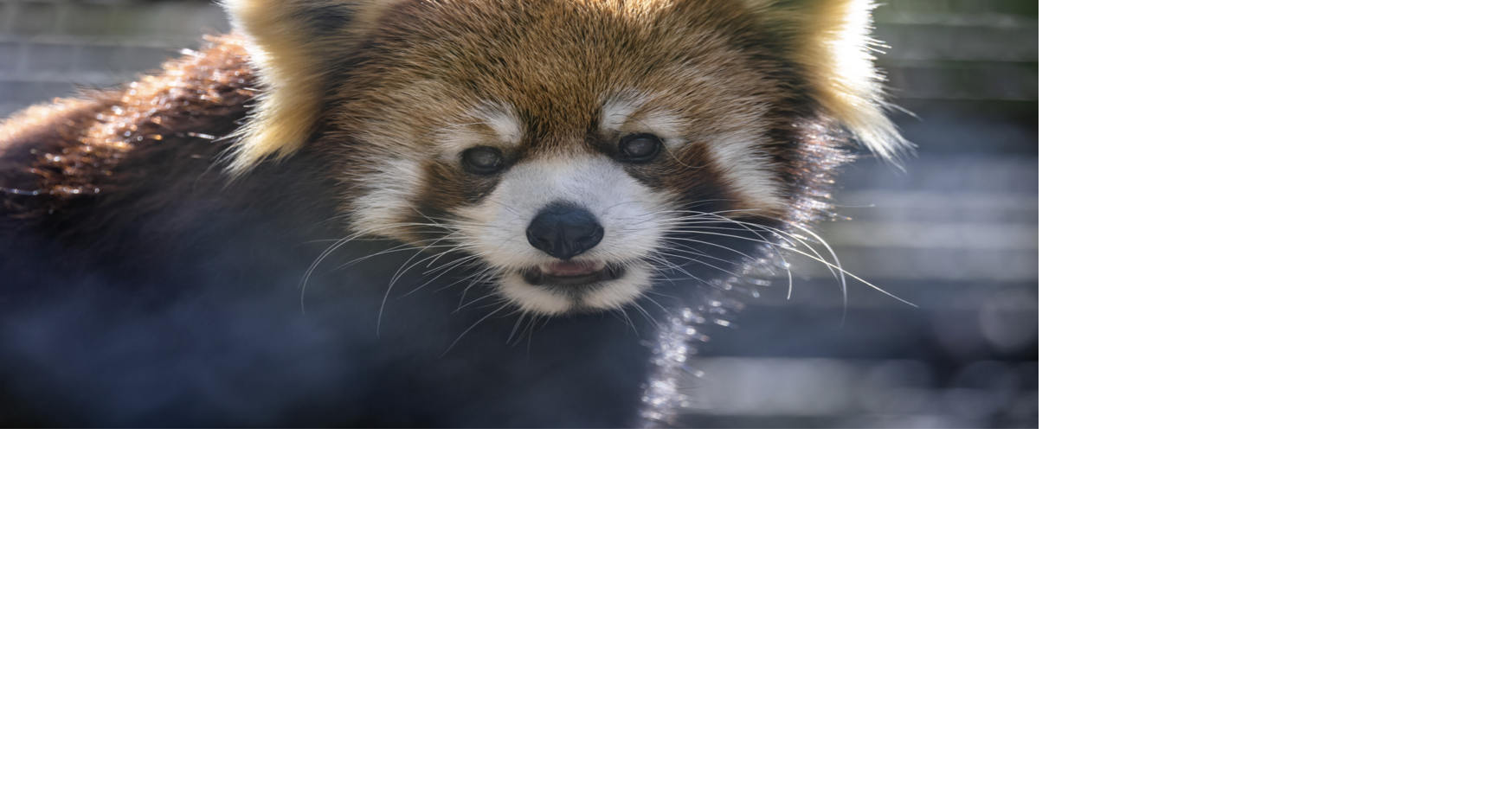 Utica Zoo invites community to join International Red Panda Day ...