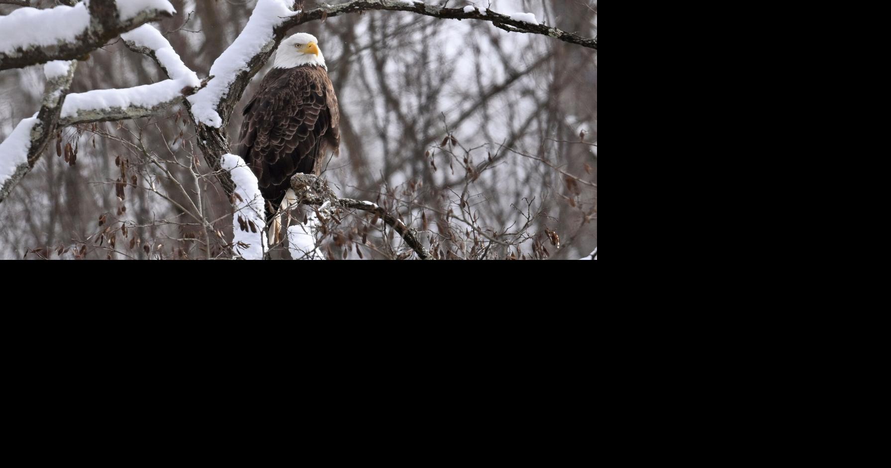 SENTINEL SNAPSHOT: Watching the river and the weather | News ...