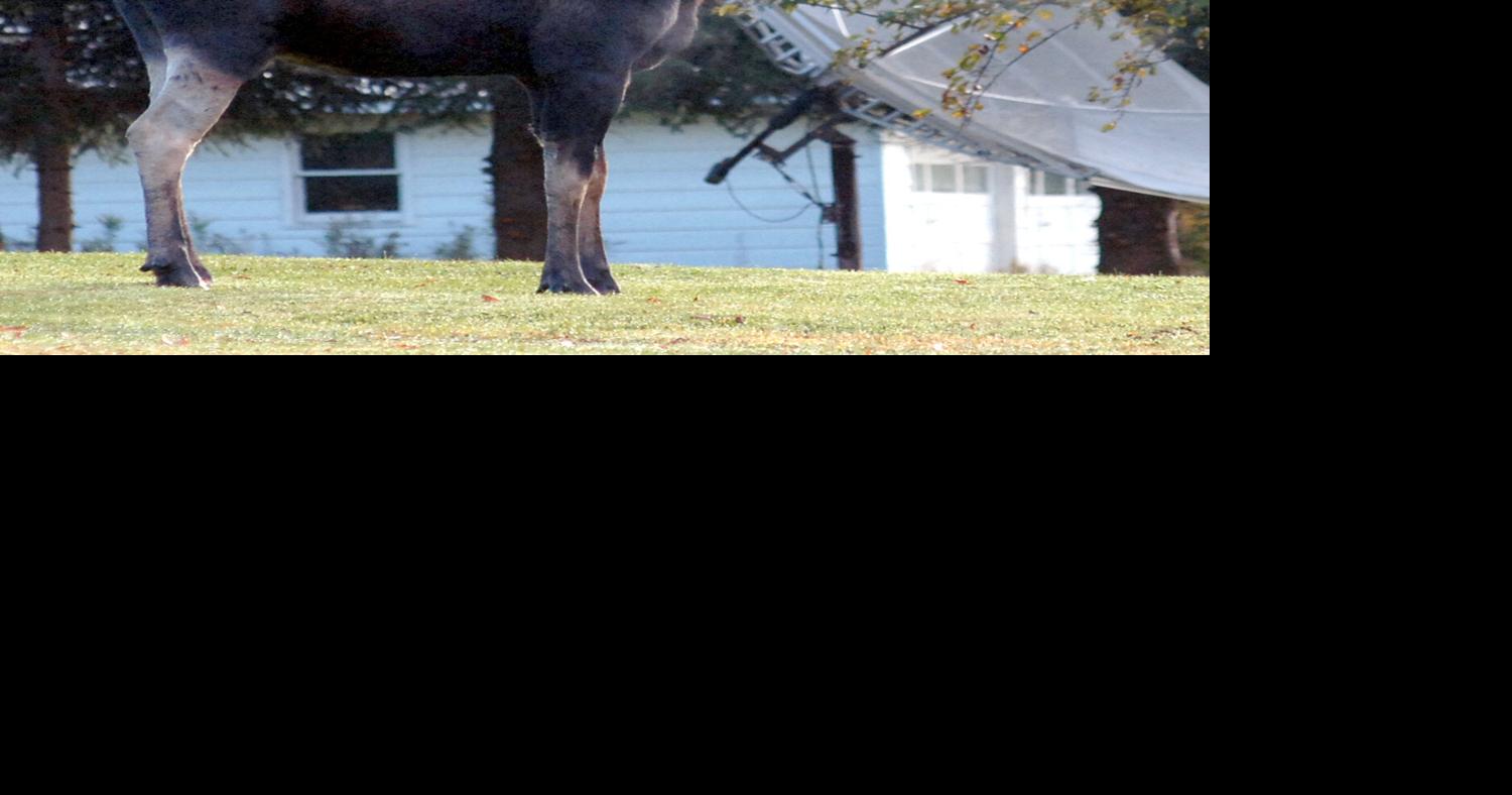 DEC investigating moose sighting in Floyd | Public Safety ...