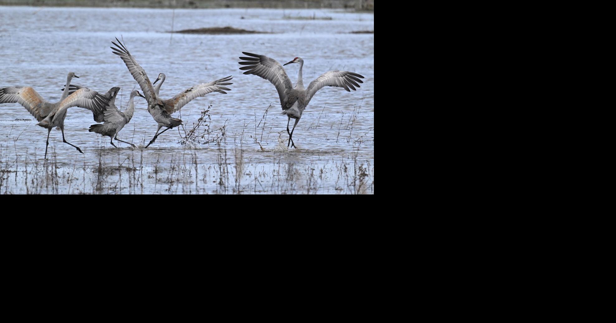 PHOTO GALLERY: Spring migration in full swing at the Montezuma National ...