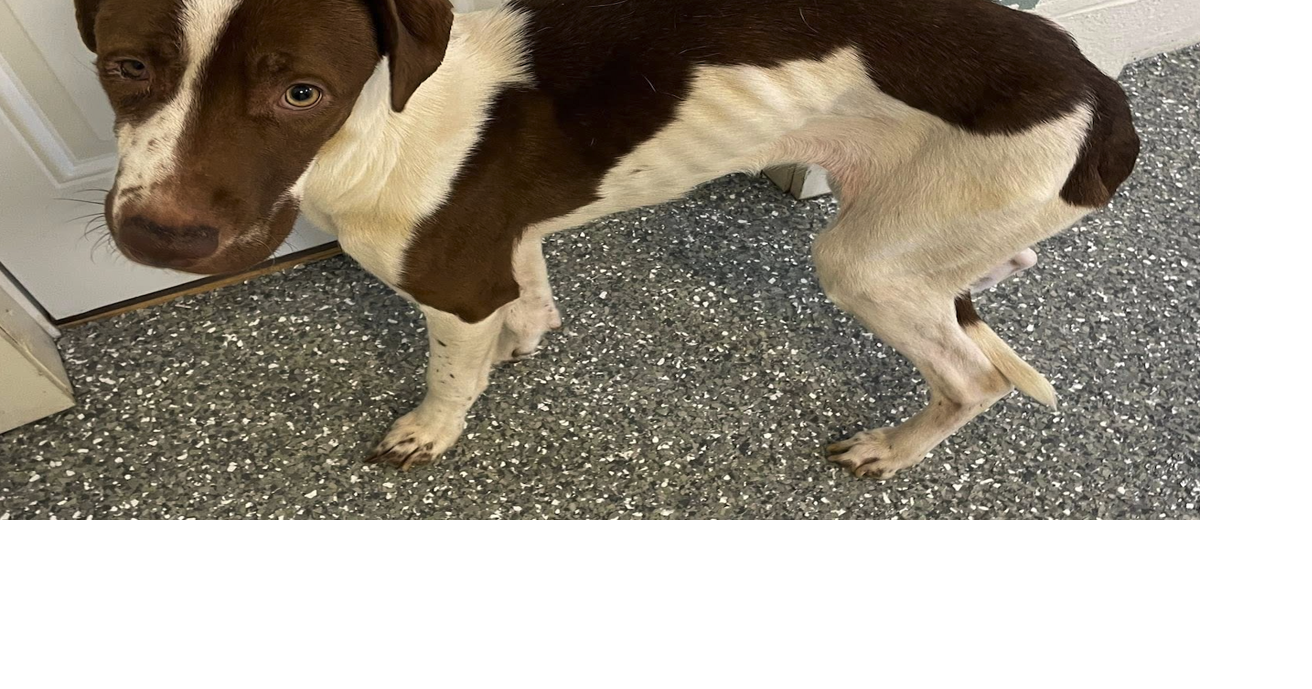 Emaciated dogs rescued in Rome | News | romesentinel.com