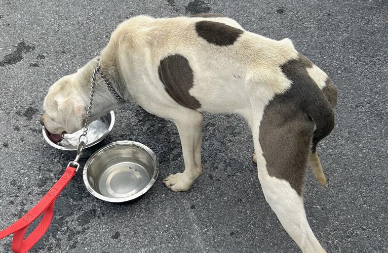 Pair of mistreated dogs make remarkable recovery | News | romesentinel.com