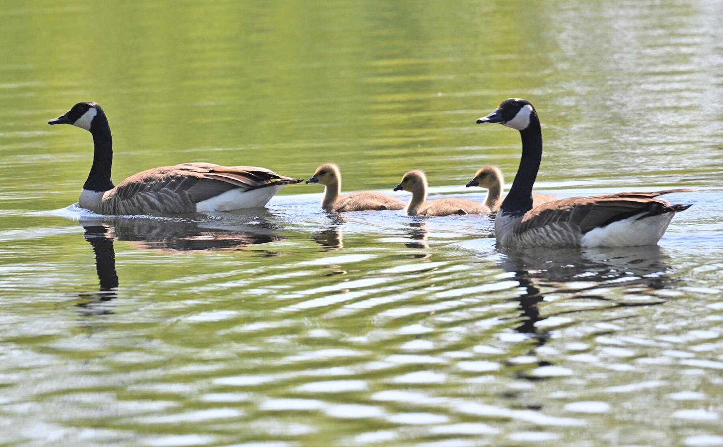 Hunter charged in Vienna with illegally killing nine geese | News ...