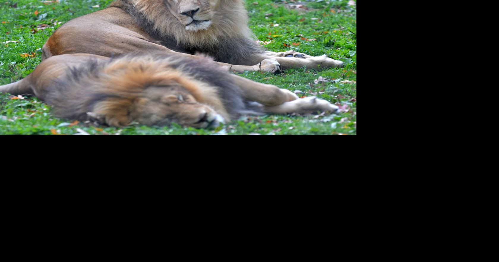 Lions, zookeeper back at work after attack at Utica Zoo | News ...