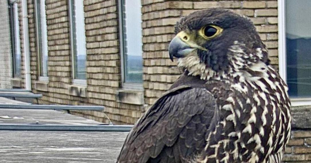 Utica peregrine falcons begin mating as breeding season takes flight | News | romesentinel.com