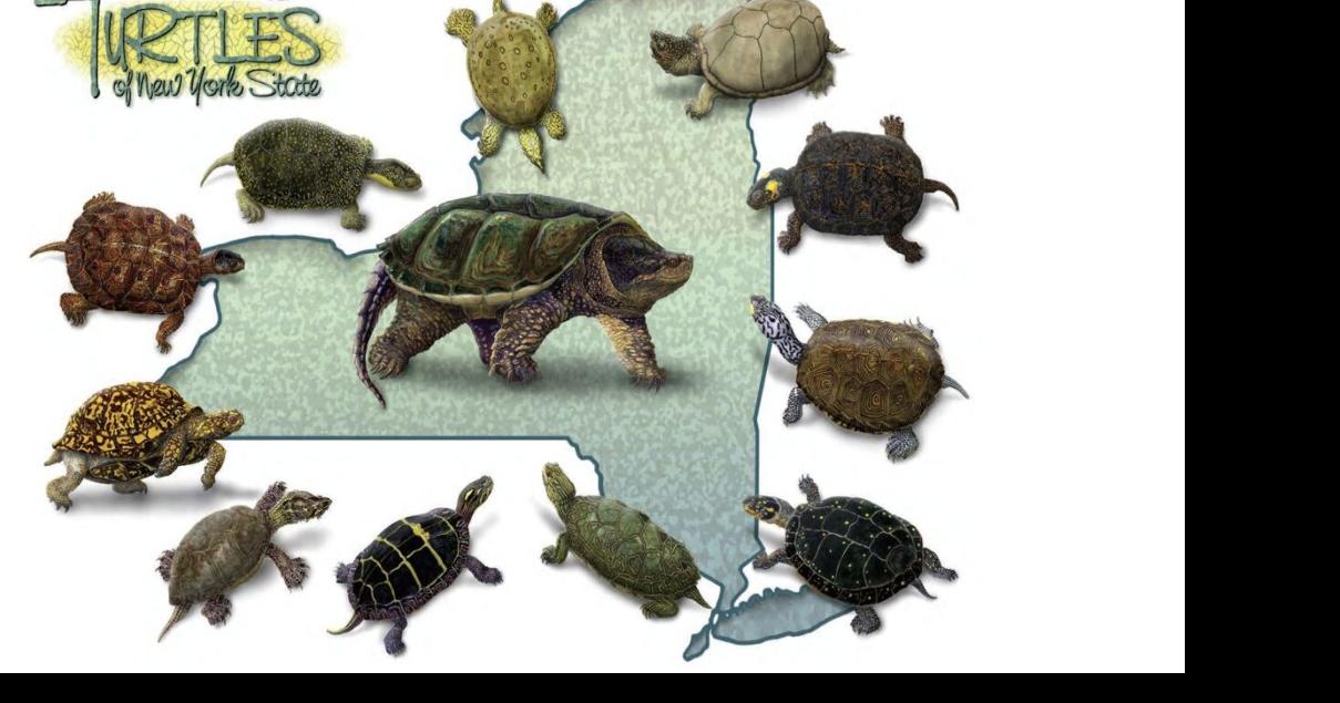 Celebrate World Turtle Day by giving them a brake | Local charity and ...