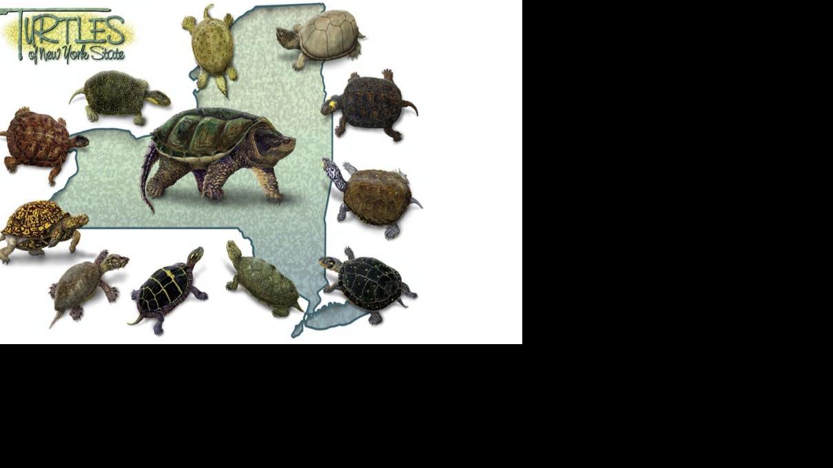 Celebrate World Turtle Day by giving them a brake | Local charity and ...