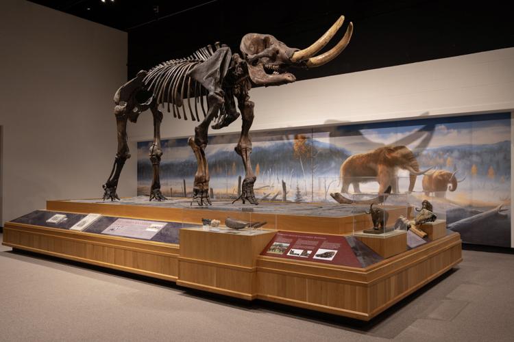 Expedition Dinosaur exhibit opens at New York State Museum ...