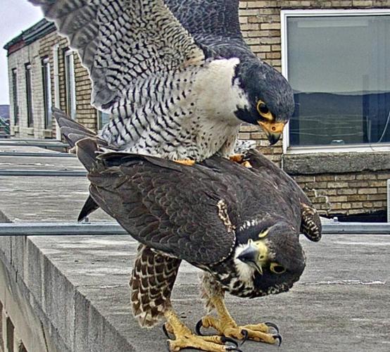 Utica peregrine falcons begin mating as breeding season takes flight | News | romesentinel.com