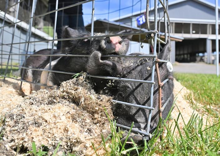 Farm Fest takes kids out for a day on the farm in Marcy | News ...