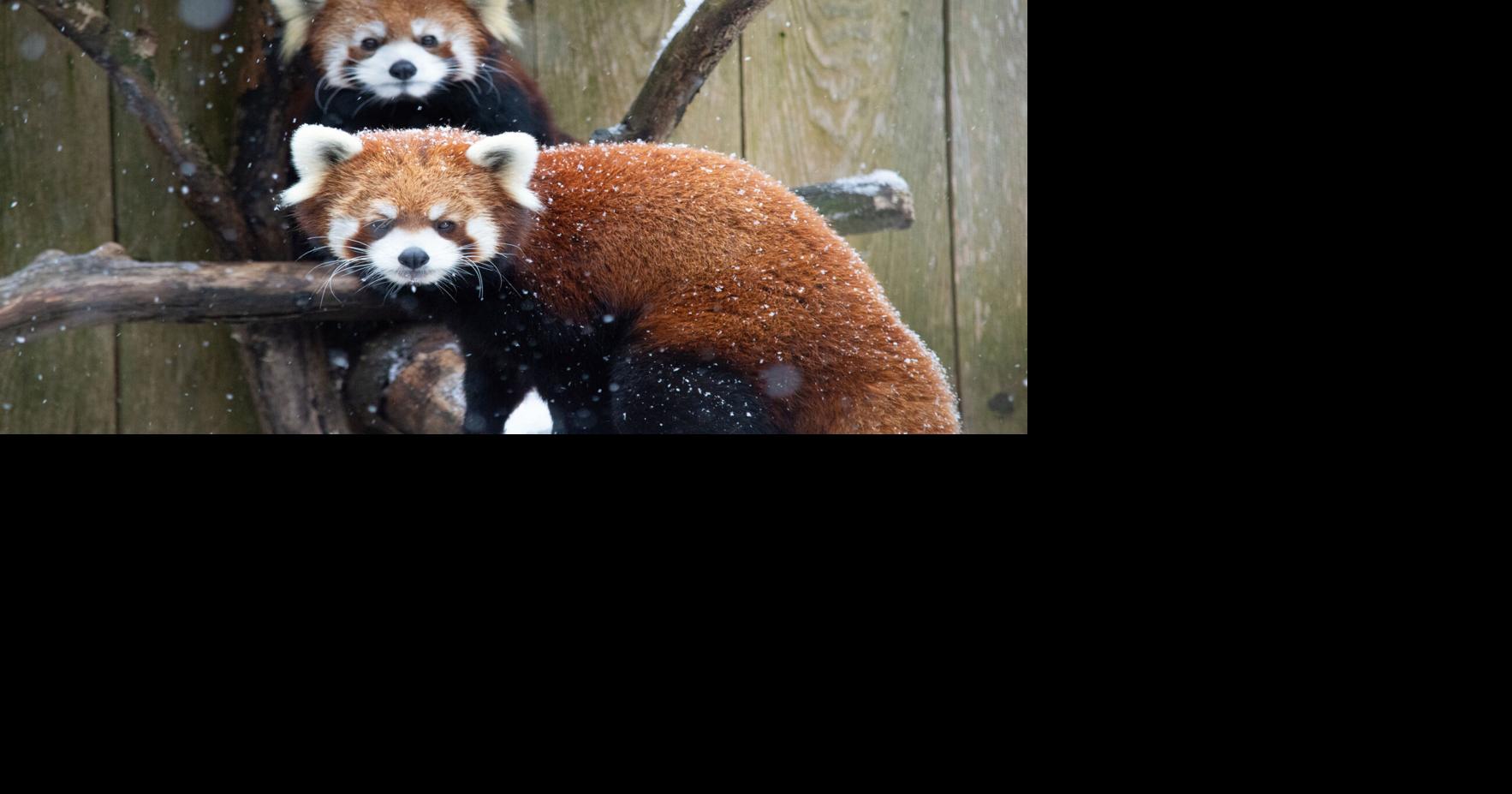 Meet Khairo: Utica Zoo's newest red panda | News | romesentinel.com