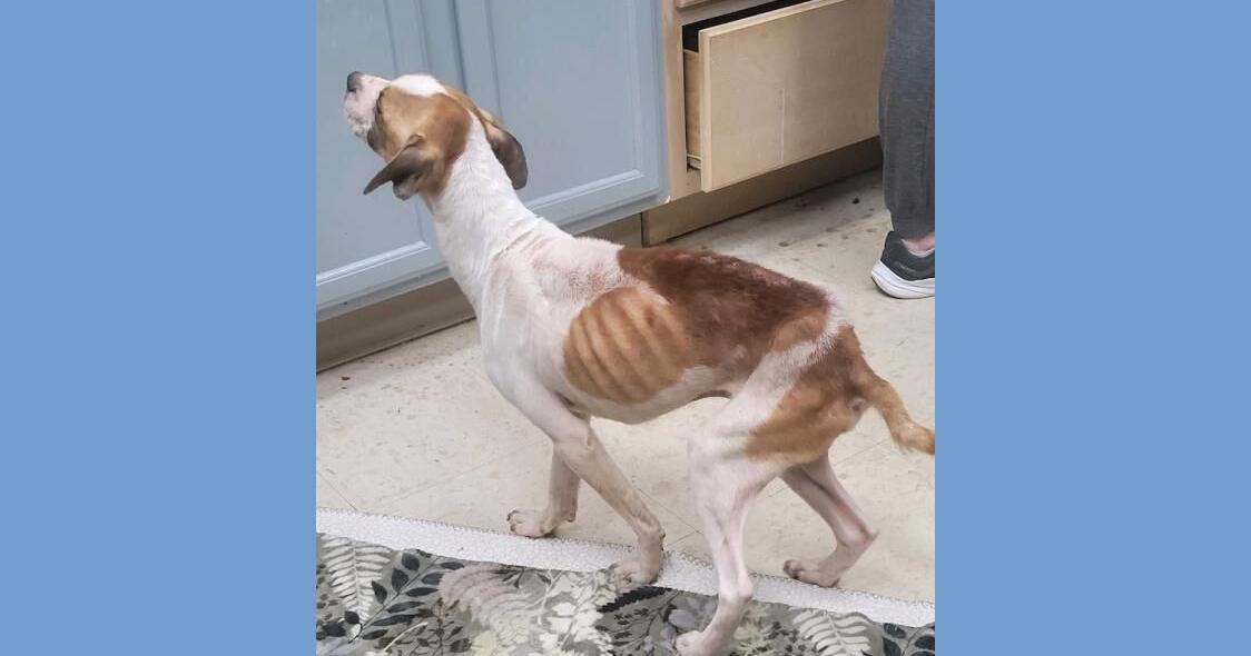 Four 'severely starved' dogs rescued from Deansboro home | News ...