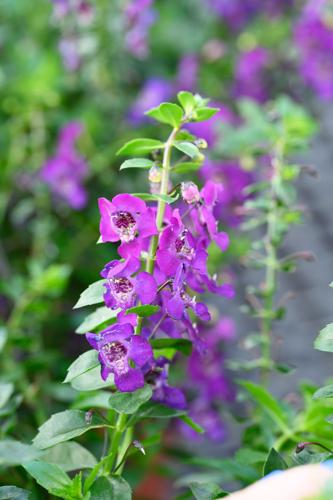 angelonia uk